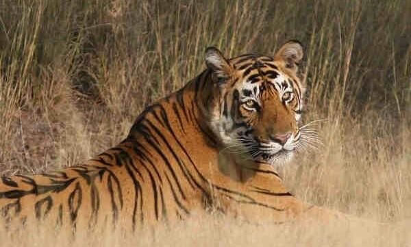 केन्द्रीय चिडिय़ाघर प्राधिकरण की अनुमति के बाद ही ग्वालियर आएंगे ...