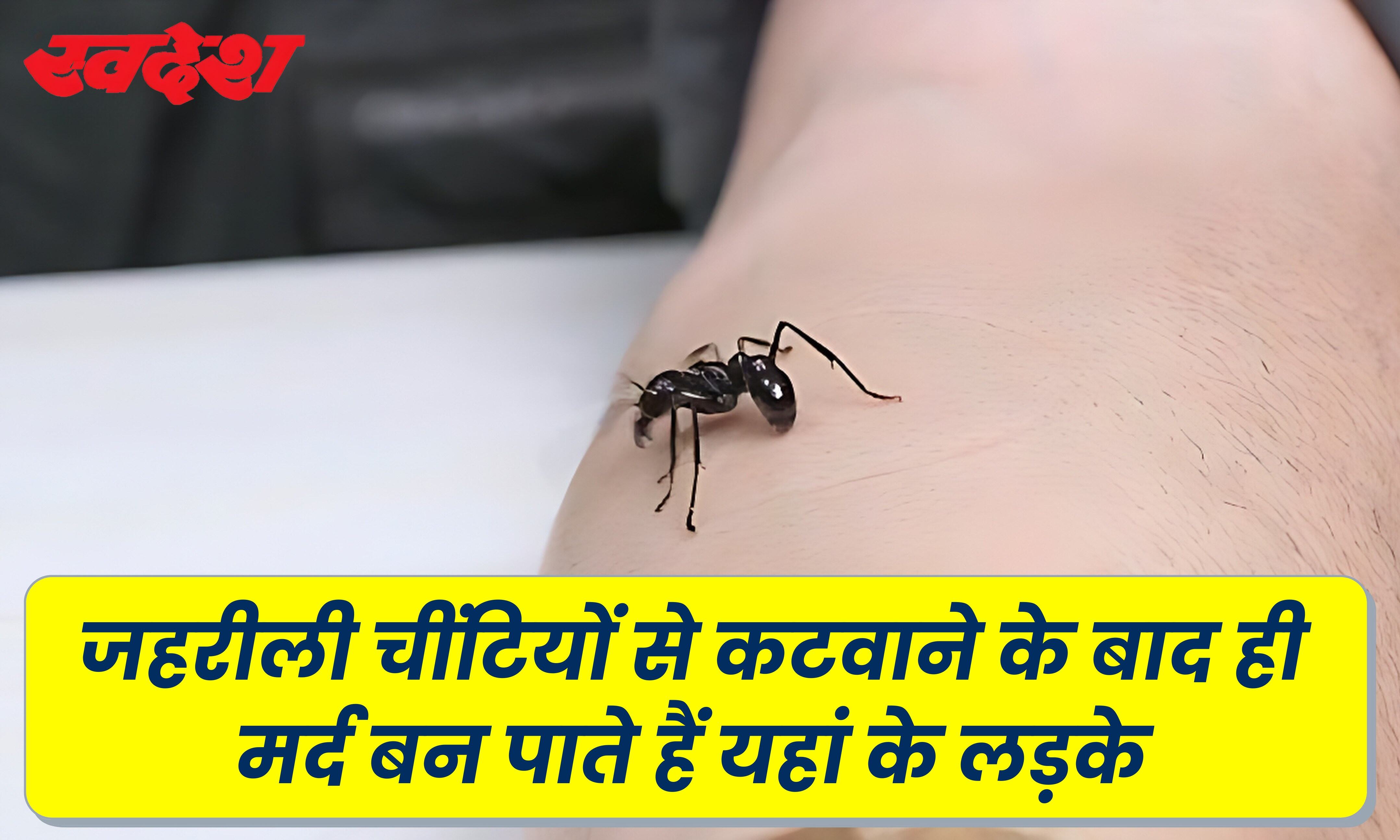 Bullet Ant Ritual Fact: दुनिया में एक प्रथा ऐसी भी, लड़कों को चींटी से ...
