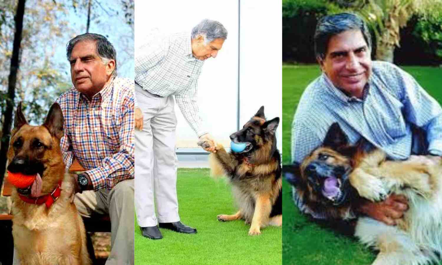 Ratan Tata's Love for Dogs: बेजुबान जानवरों के लिए मसीहा थे रतन टाटा ...