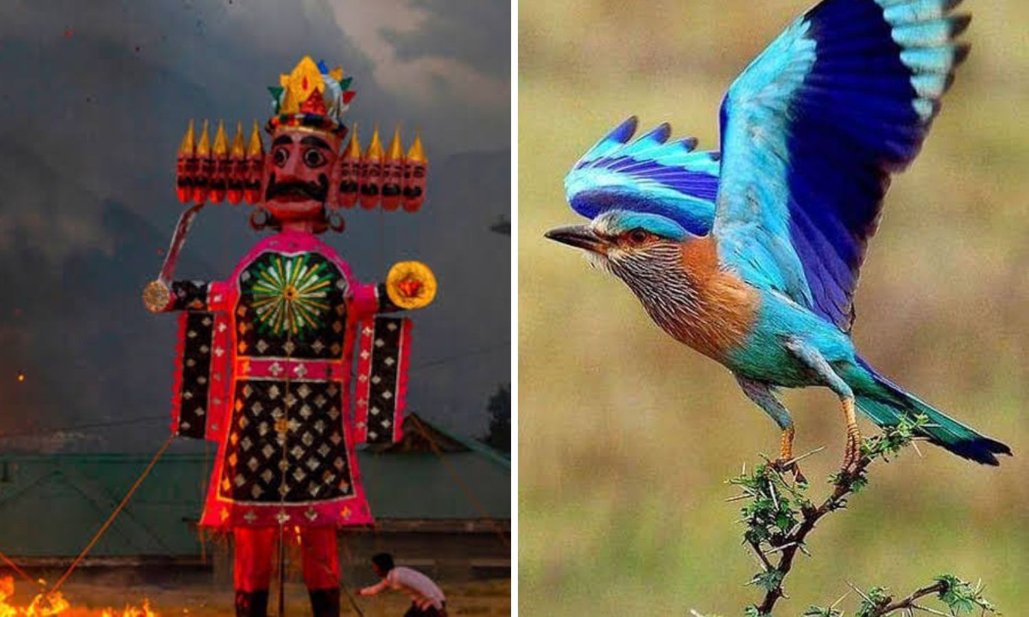 Neelkanth Bird on Dussehra: नीलकंठ पक्षी को दशहरा के दिन देखना क्यों ...