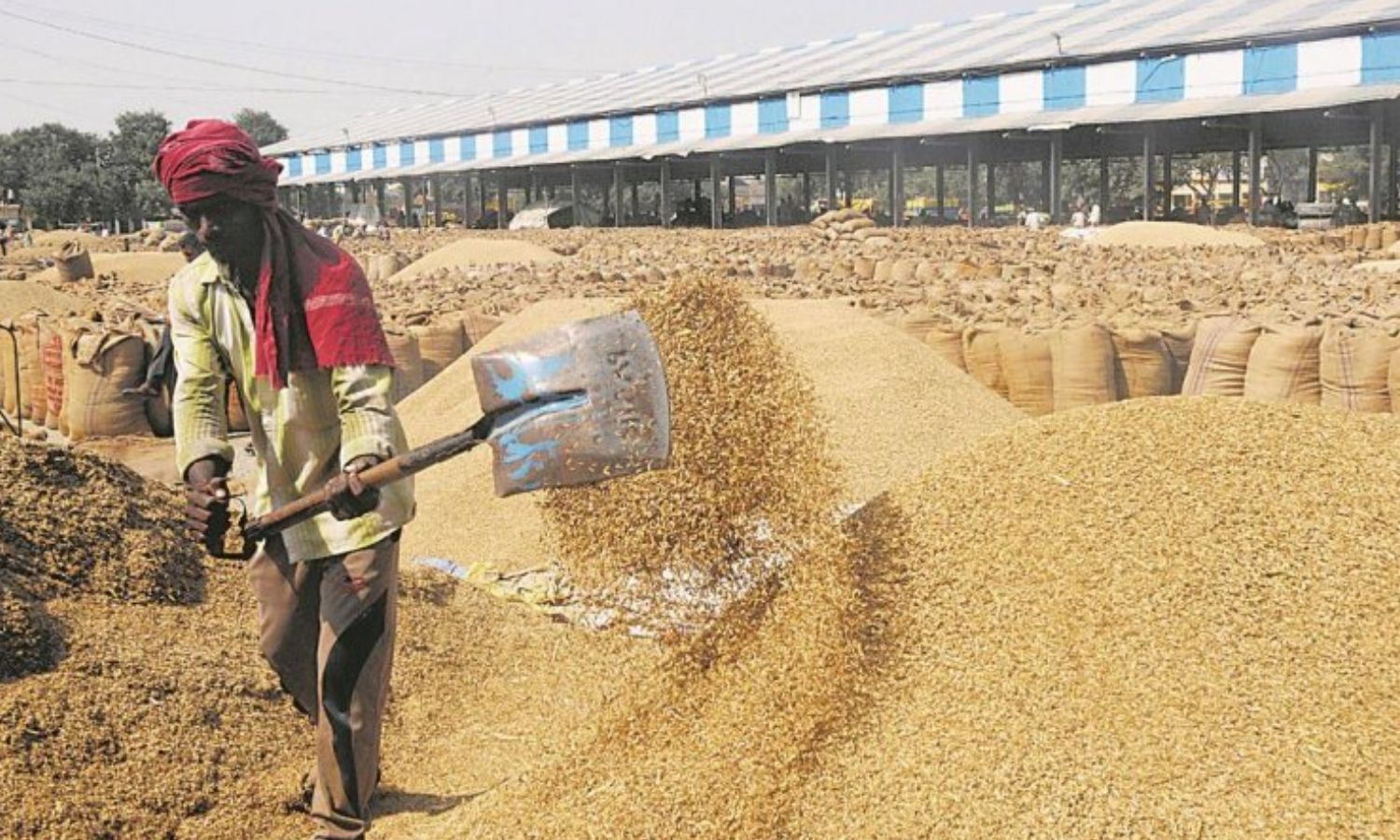 CG Paddy Purchase: छत्तीसगढ़ में धान खरीदी आज से, दो हजार से ज्यादा बने उपार्जन केंद्र | Paddy ...