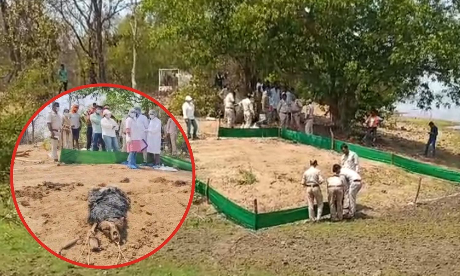 CG News: छत्तीसगढ़ में भालू तस्करी! बिना पीएम के दफनाया शव, अब वन विभाग के अधिकारियों से मांगा ...